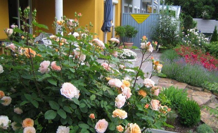 Róże angielskie w ogrodzie - blog Szkółki Róż Rozaria.pl | blog Rozaria.pl