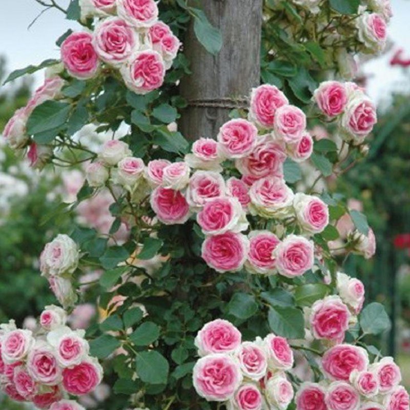 O róży myśli kilka – blog Rozaria.pl