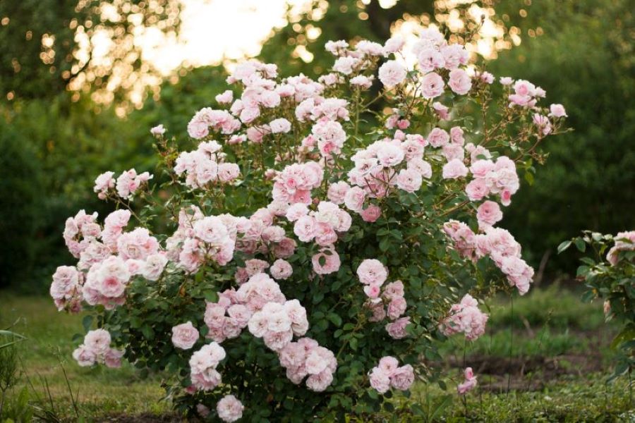 Róża niejedno ma imię - blog Rozaria.pl