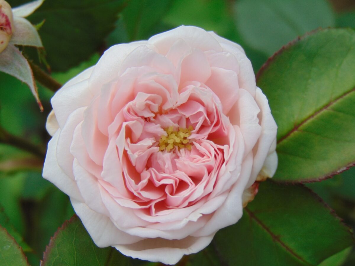 RÓŻA KWIATY Róża kwiaty - blog Rozaria.pl