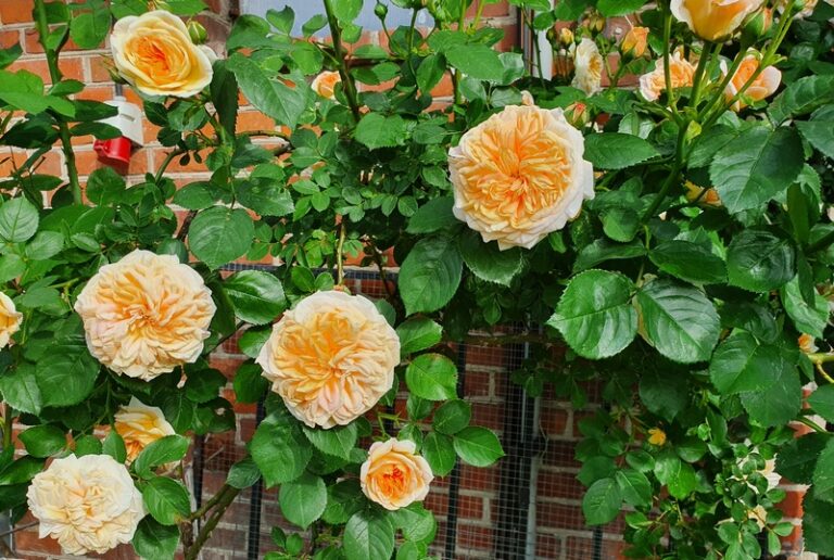 Najpiękniejsze róże pnące – blog Rozaria.pl