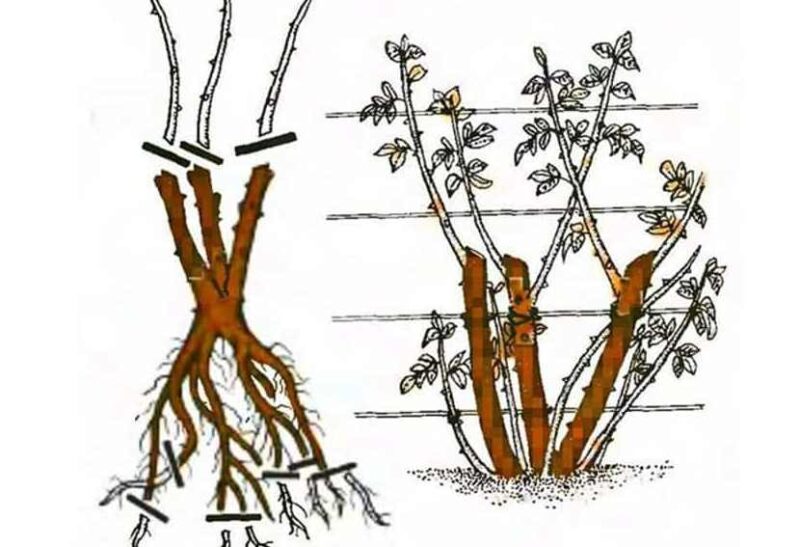 Kiedy obcinać róże - blog Rozaria.pl