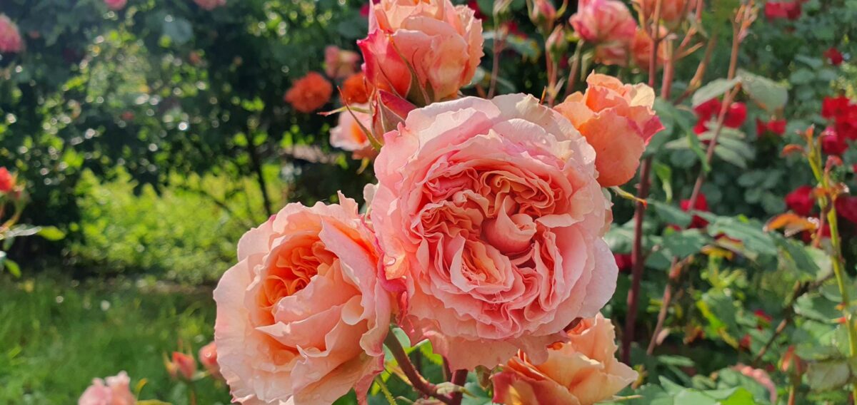 Najpiękniejsze róże do ogrodu - blog Rozaria.pl