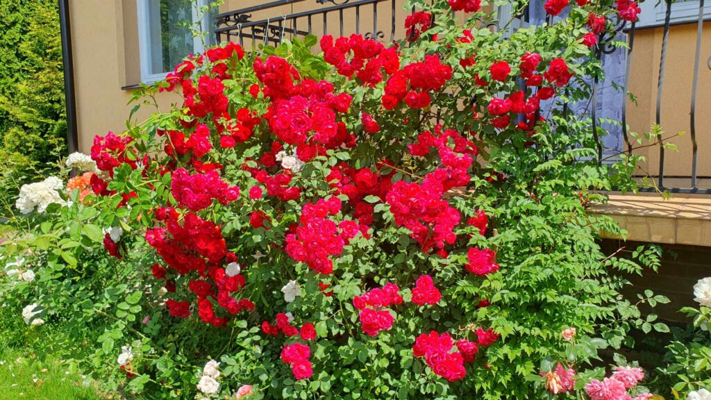 Najpiękniejsze róże do ogrodu - blog Rozaria.pl