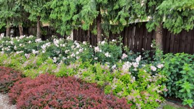 Z czym łączyć róże: najlepsze rośliny i krzewy do posadzenia obok ...