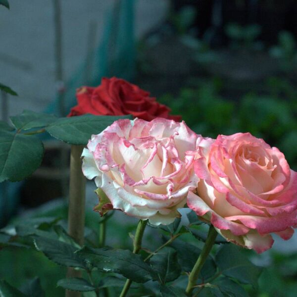 blog Rozaria.pl - Porozmawiajmy o różach, o wszystkich sprawach