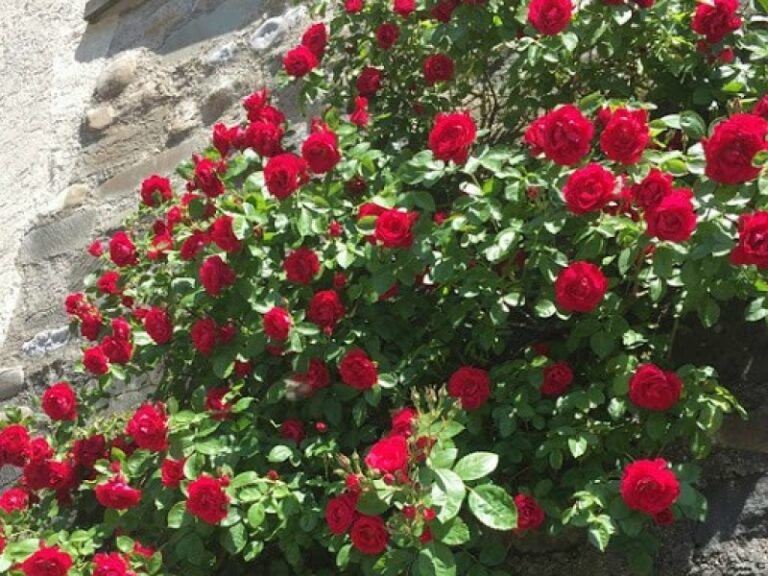 Róże Pnące szybko rosnące - blog Rozaria.pl