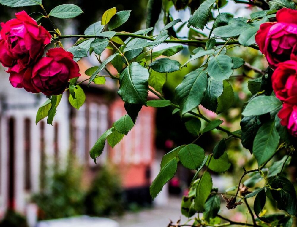 Najlepsze róże dla początkujących - już dziś zacznij swoją przygodę z ...
