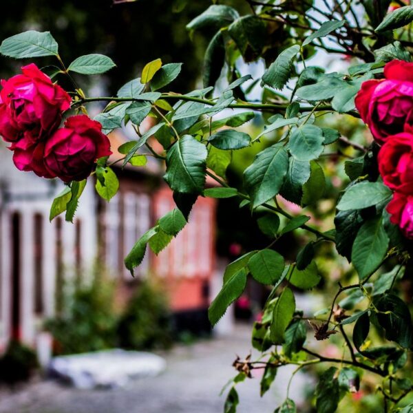 blog Rozaria.pl - Porozmawiajmy o różach, o wszystkich sprawach