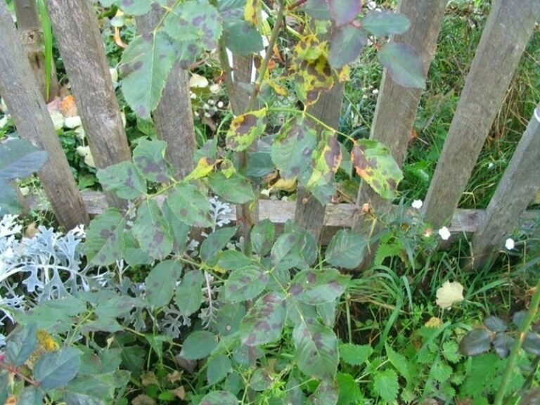 Choroby róż zdjęcia - blog Rozaria.pl