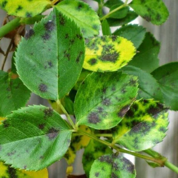 blog Rozaria.pl - Porozmawiajmy o różach, o wszystkich sprawach