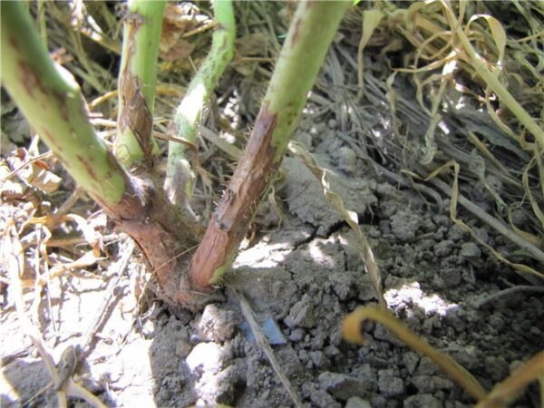 Choroby róż zdjęcia - blog Rozaria.pl