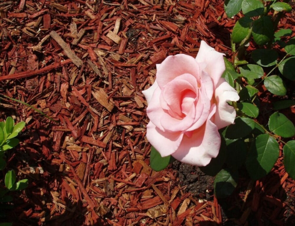 Jak i kiedy nawozić róże wiosną? - blog Rozaria.pl