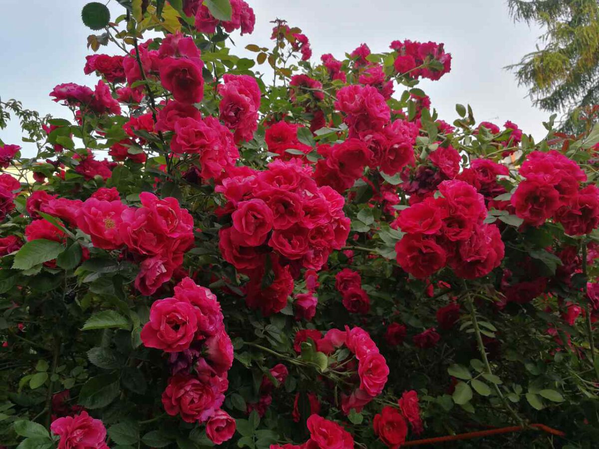 Rozaria | OGRODY NASZYCH KLIENTÓW