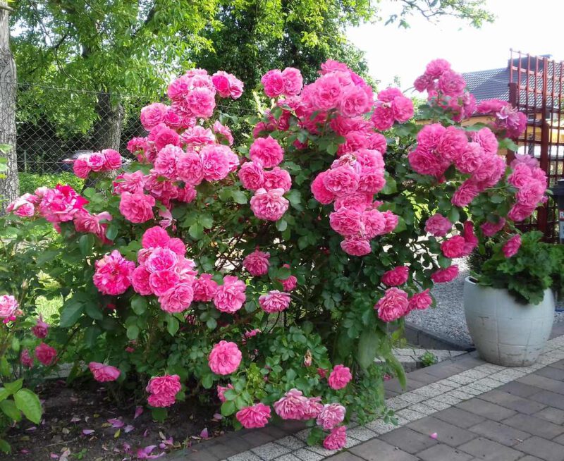 Rozaria | OGRODY NASZYCH KLIENTÓW